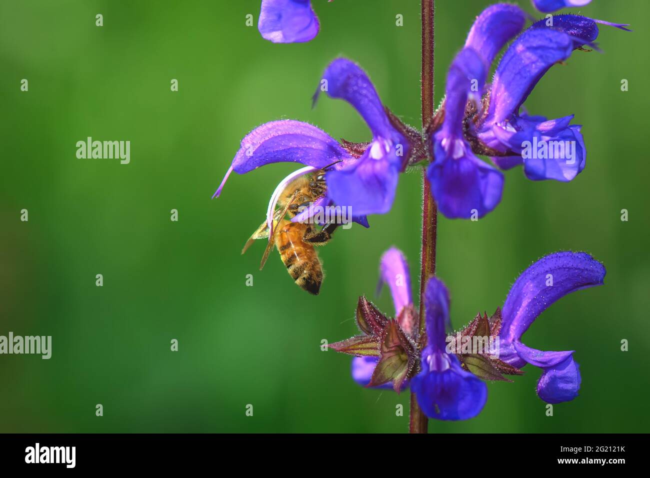 Bee sucks nectar from flower salvia pratensis Stock Photo - Alamy