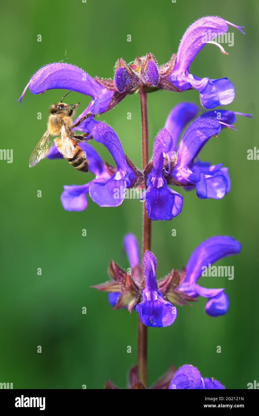Salvia Pratensis flower and a bee sucking the nectar Stock Photo - Alamy
