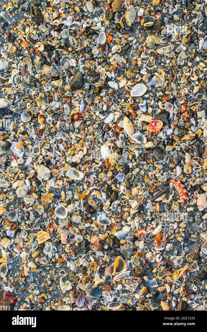 Big pile with small shells and other sea life on the beach for ...