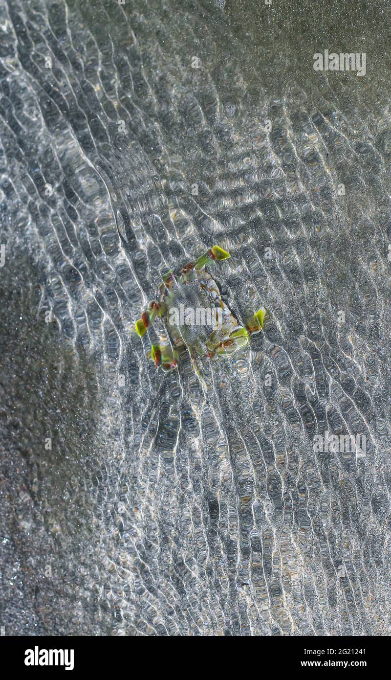 Horse shell crabs hi-res stock photography and images - Alamy