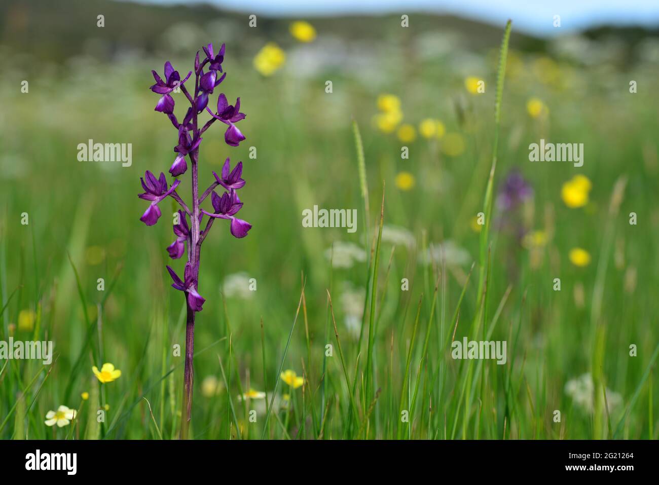 Marsh wildflowers hi-res stock photography and images - Alamy
