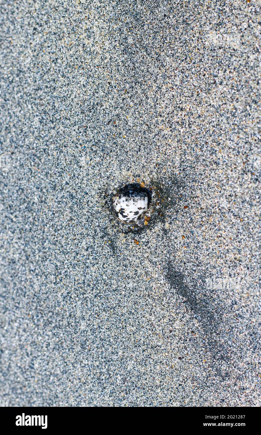 Underwater shells ocean sand hi-res stock photography and images - Alamy