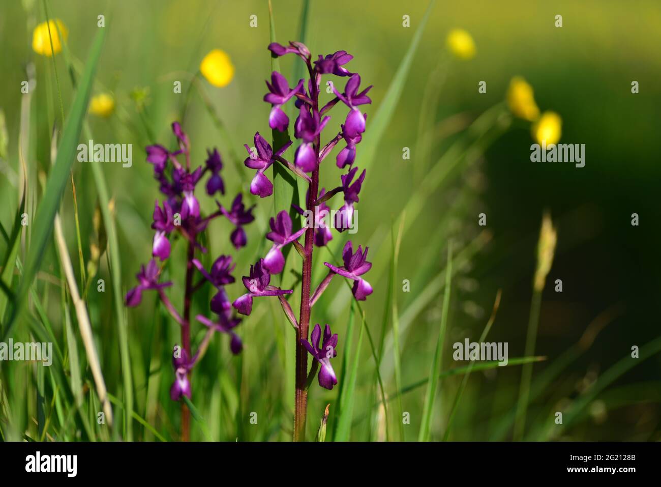 Marsh wildflowers hi-res stock photography and images - Alamy