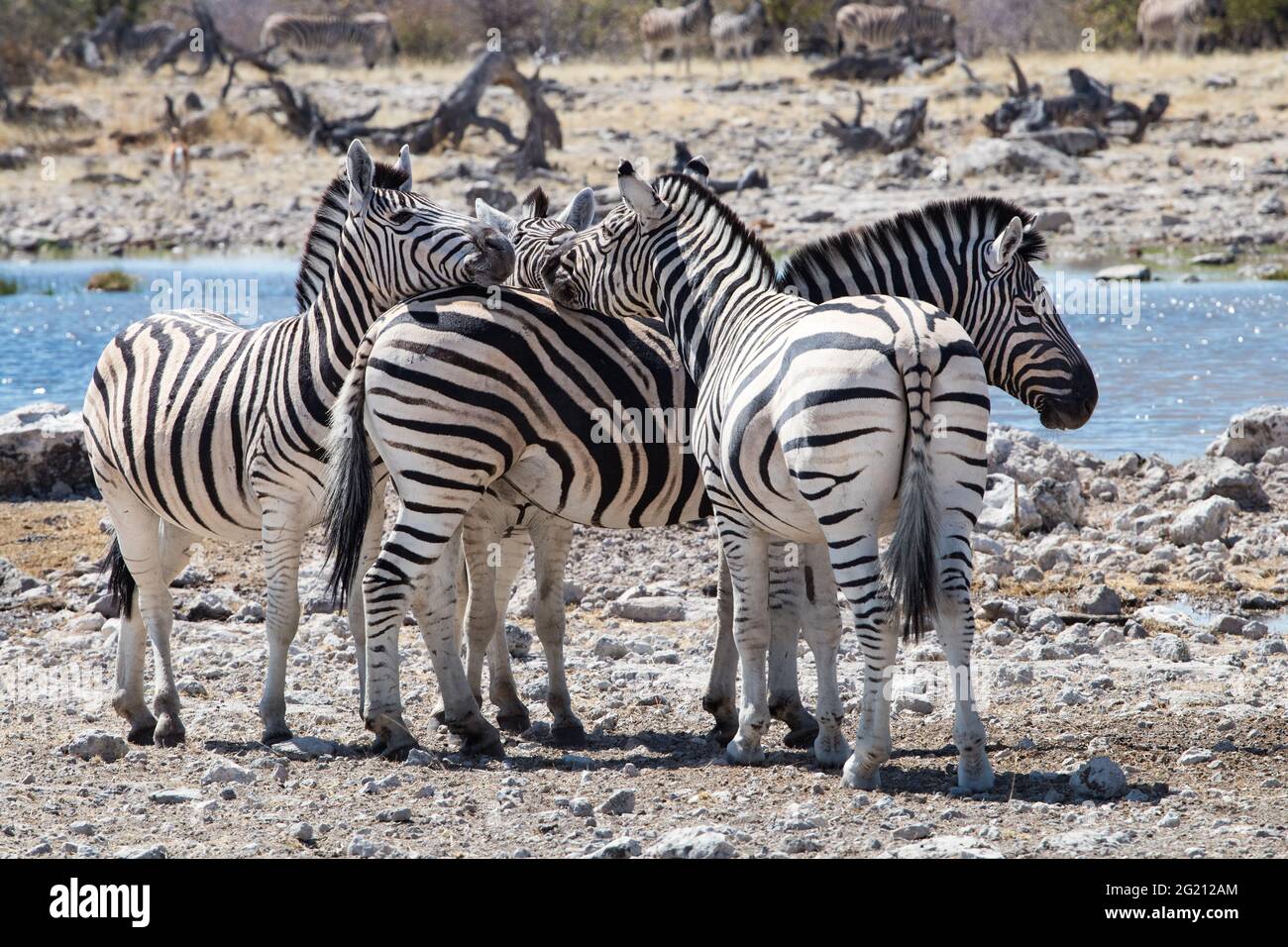 At a waterhole in Etosha National Park, Namibia. Four zebras putting ...