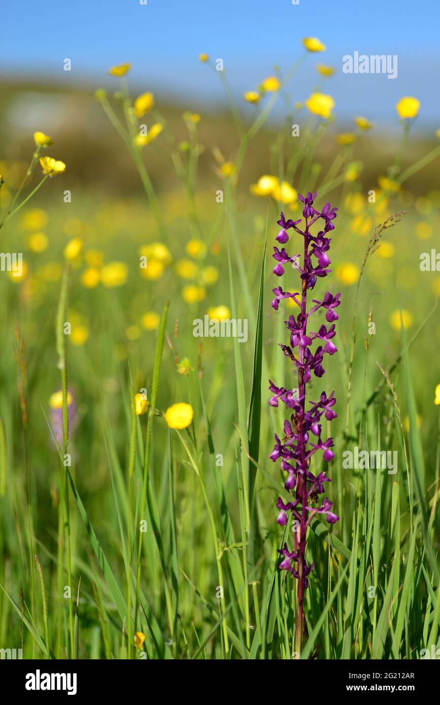 Marsh wildflowers hi-res stock photography and images - Alamy