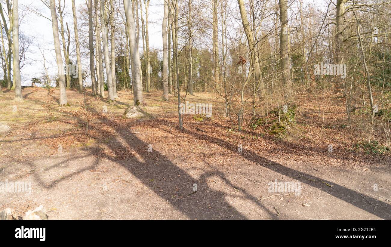 View through beech tree forest against blue sky for natural layer ...