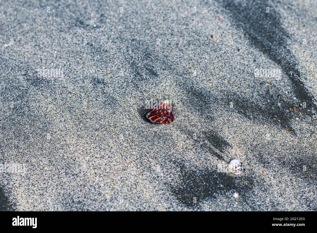Beautiful seashells in sand pile isolated for wallpaper Stock Photo - Alamy