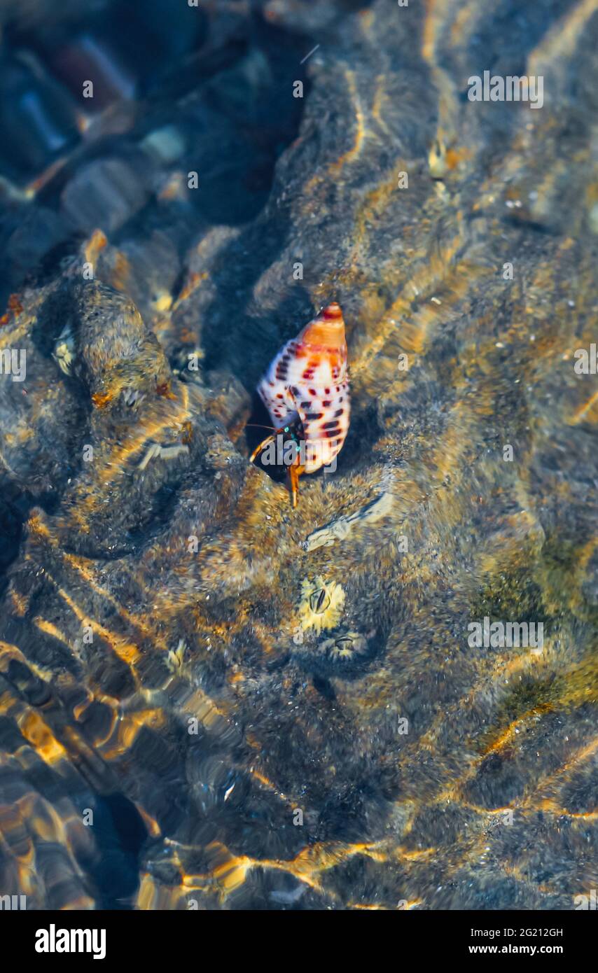 Rare Photography, Alive seashell walking on the rock underwater. Alive ...