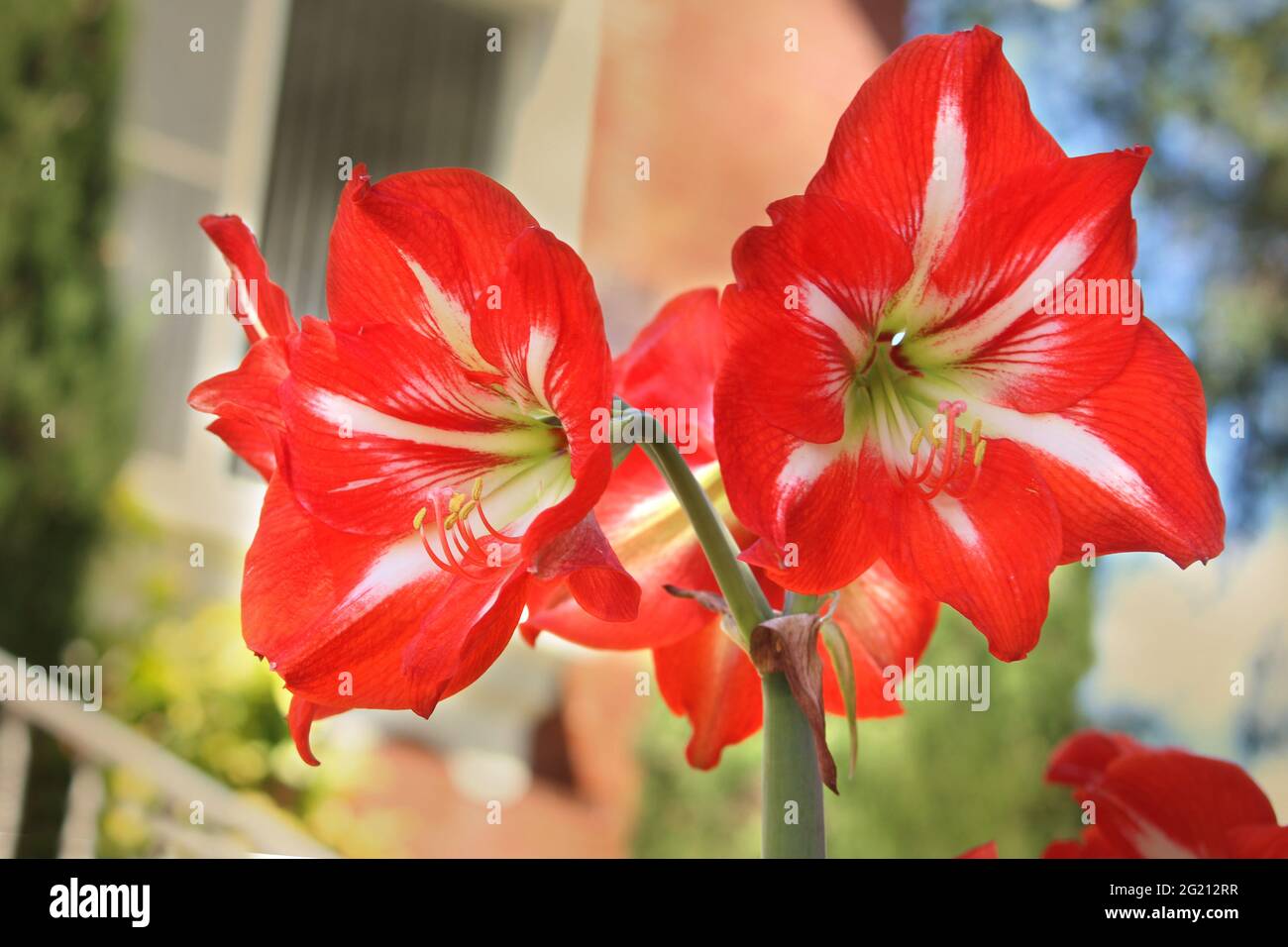 Hippeastrum Barbados High Resolution Stock Photography and Images - Alamy