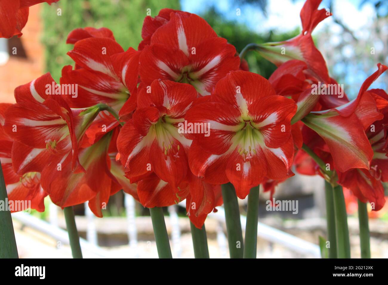Hippeastrum Striatum High Resolution Stock Photography and Images - Alamy