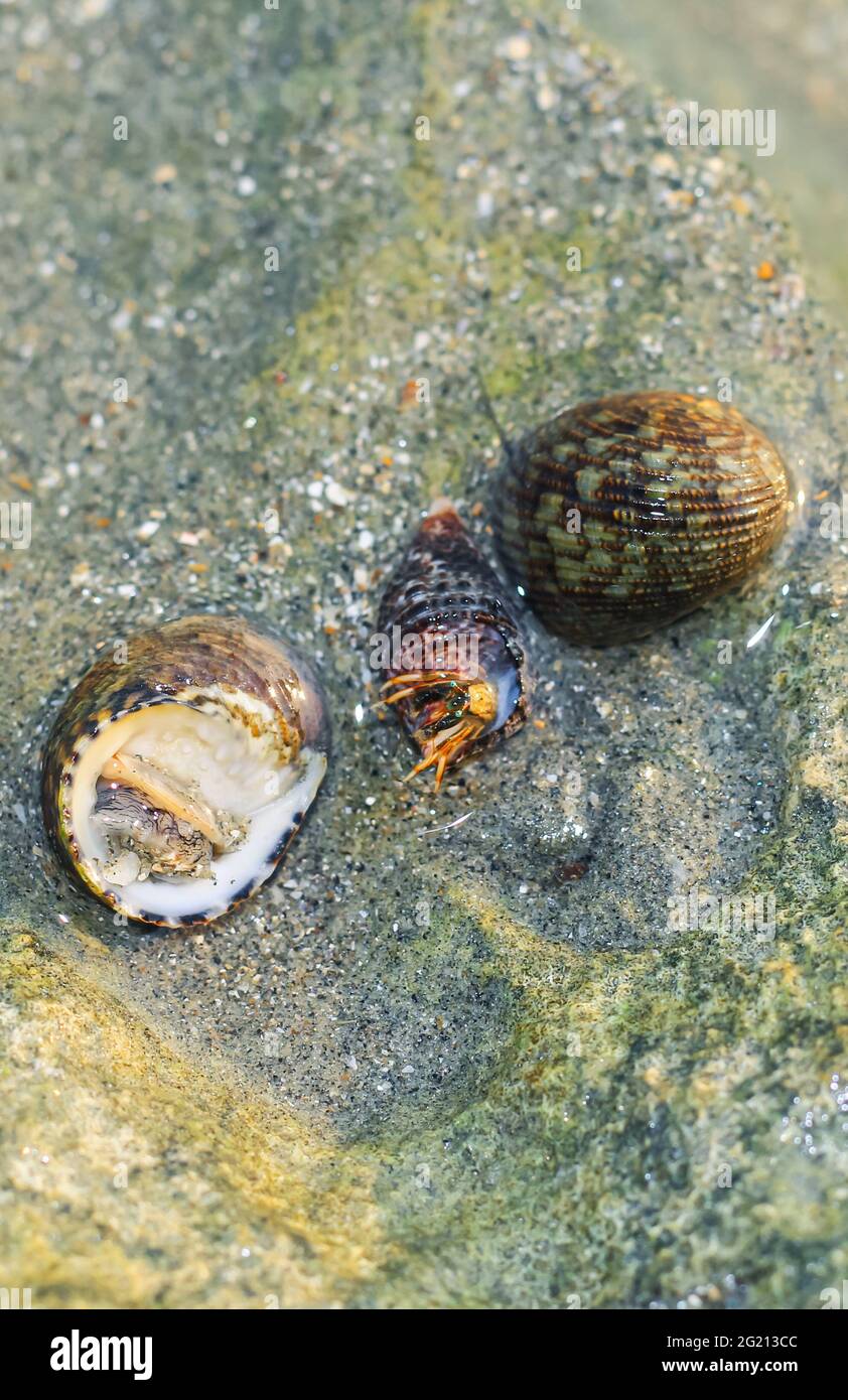 Rare Photography, Alive seashell walking on the rock underwater. Alive ...