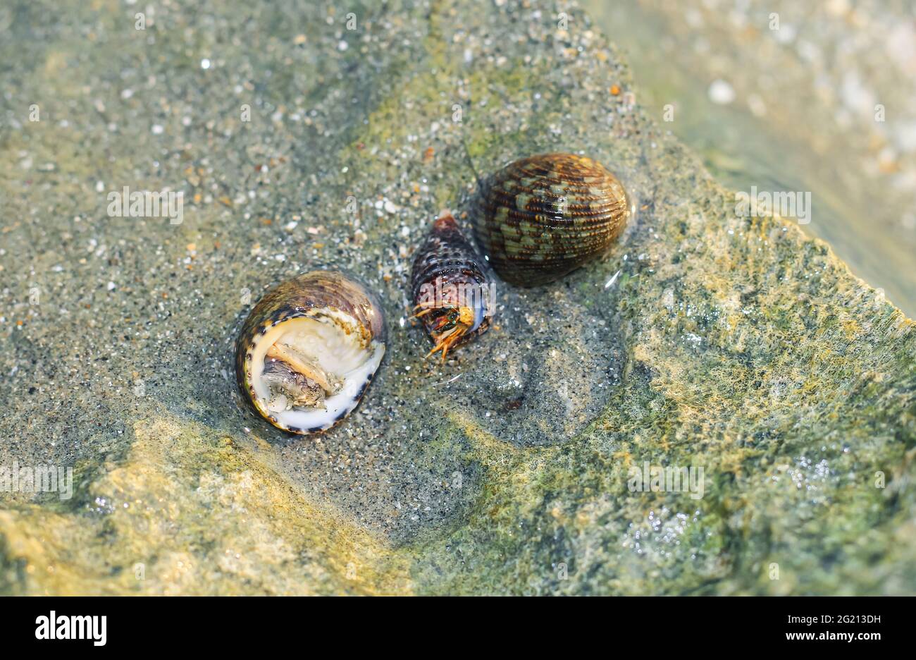 Rare Photography, Alive seashell walking on the rock underwater. Alive ...
