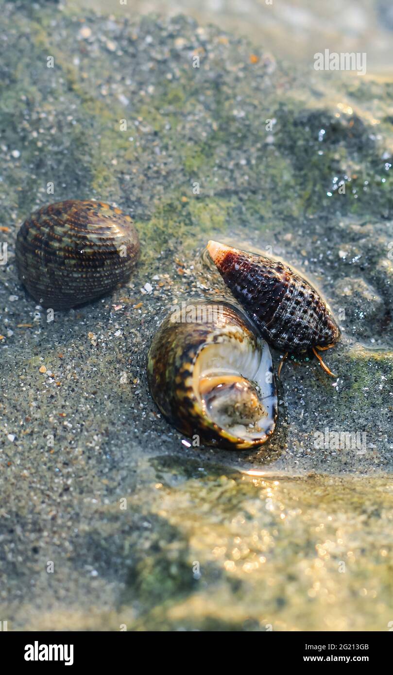 Rare Photography, Alive seashell walking on the rock underwater. Alive ...