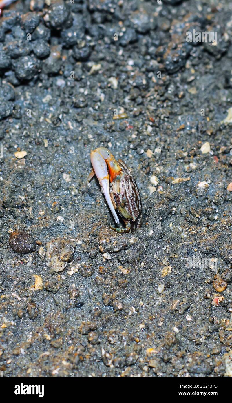 Crabs on the beach making their houses. Sea crab is making the house by ...