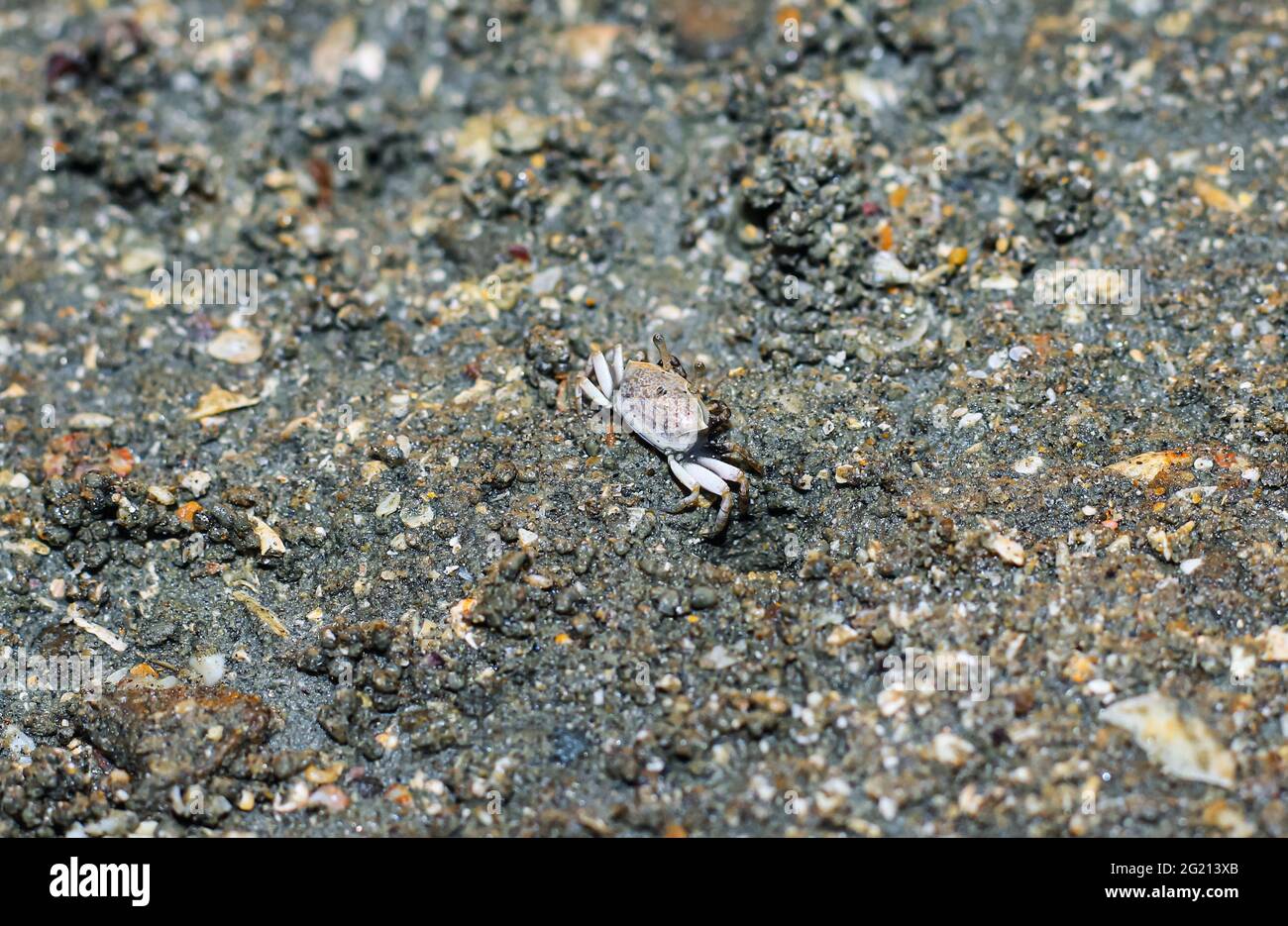 Crabs on the beach making their houses. Sea crab is making the house by ...