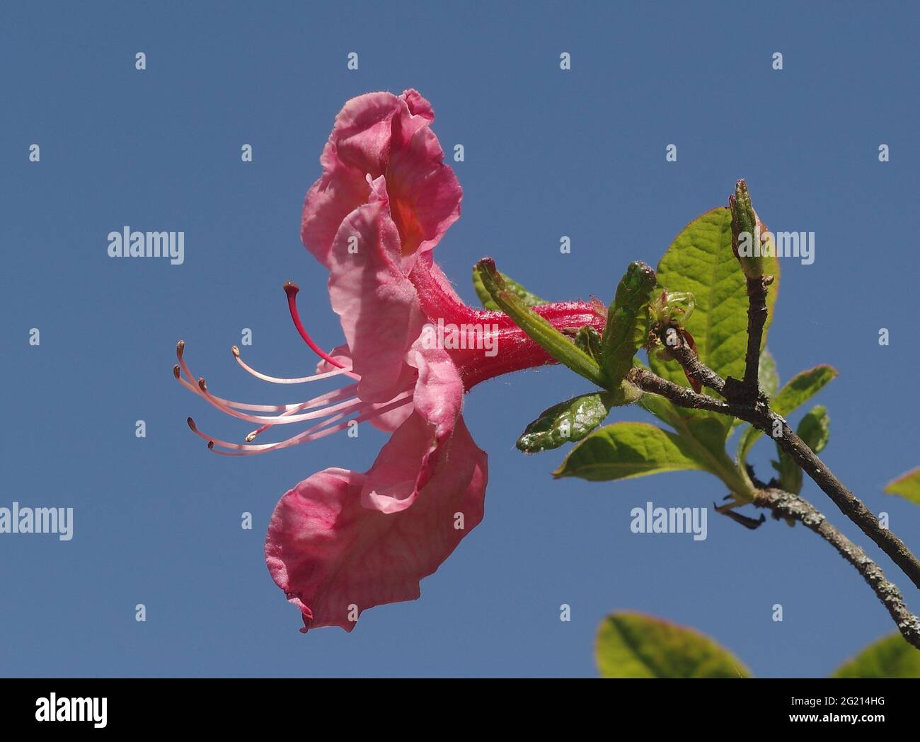 Side view of a single red flower of a rhododendron bush Stock Photo - Alamy