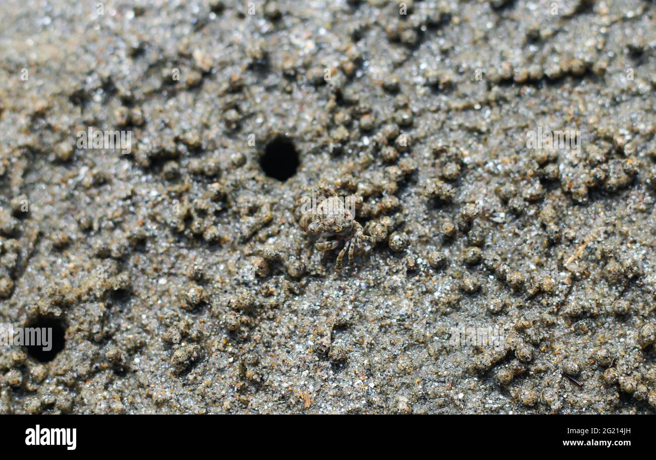 Crabs on the beach making their houses. Sea crab is making the house by ...