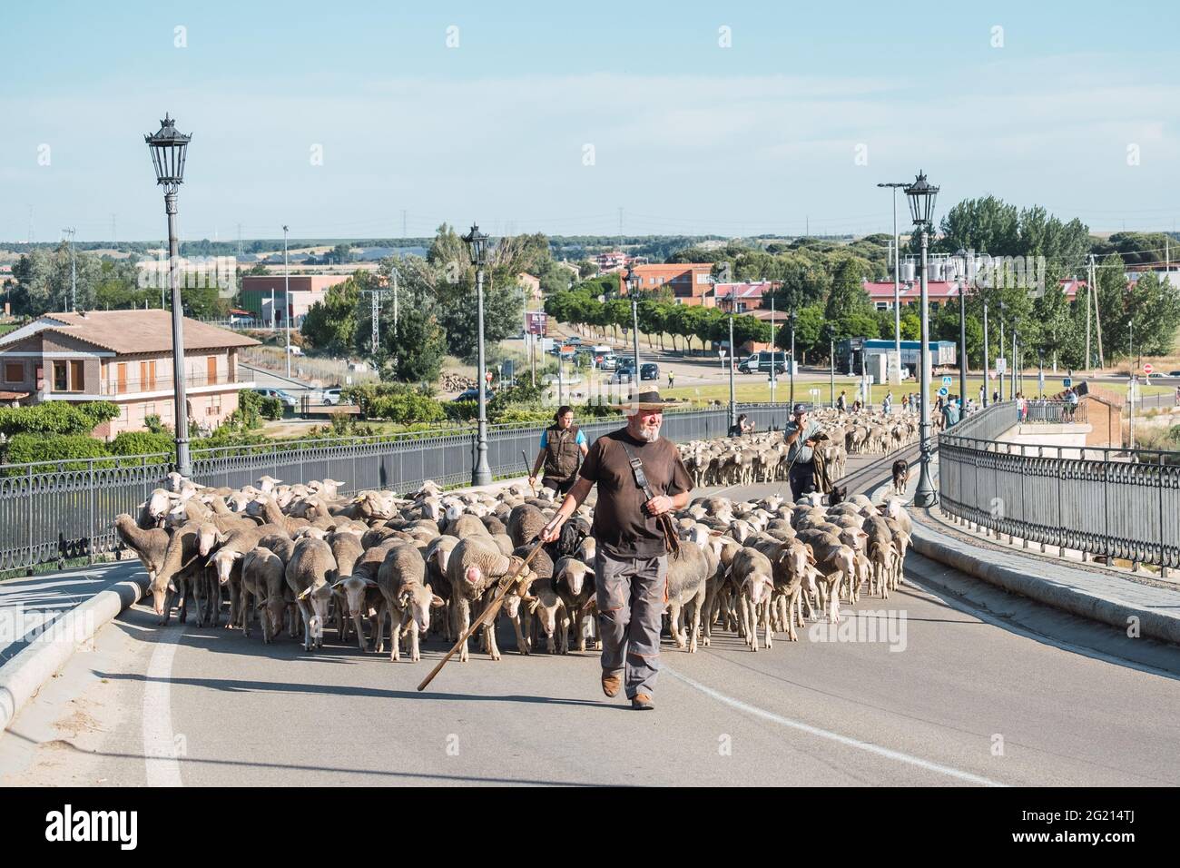 Sheep farming medieval hi-res stock photography and images - Alamy