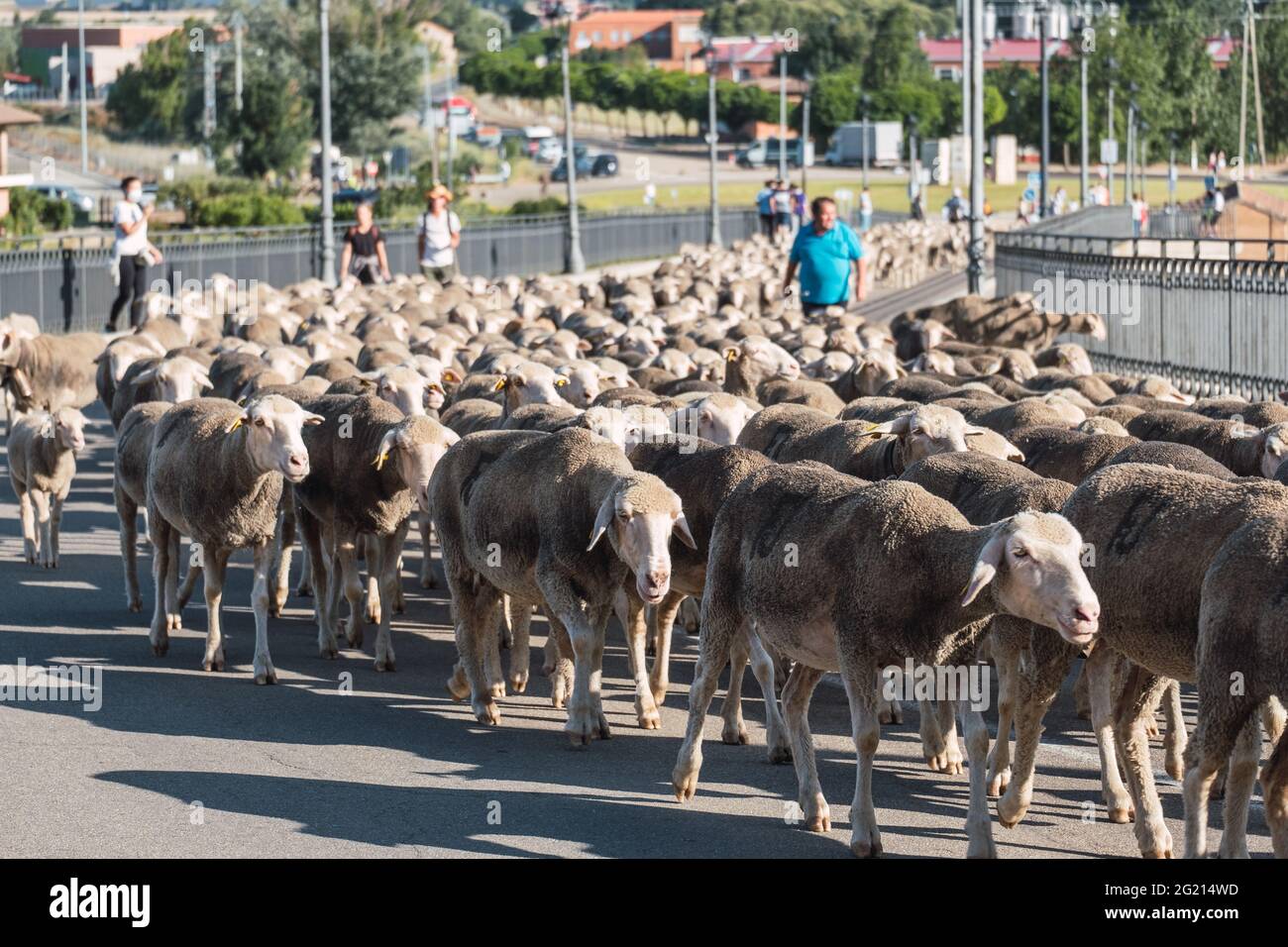 Medieval sheep wool hi-res stock photography and images - Alamy