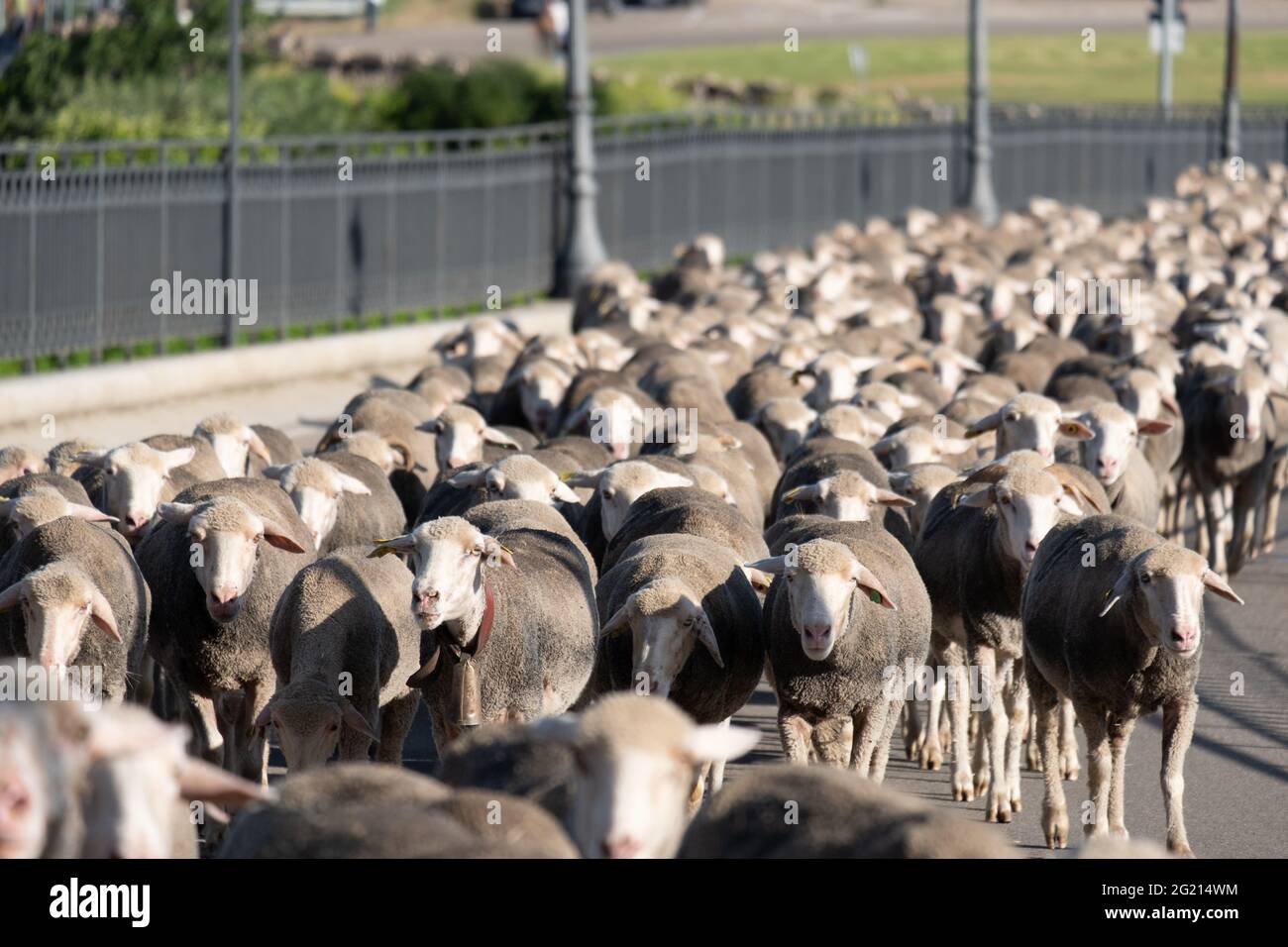 Medieval sheep wool hi-res stock photography and images - Alamy