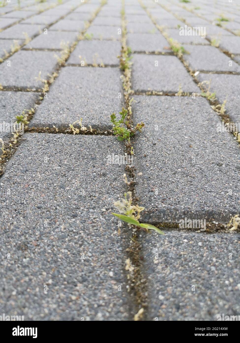 Vertical shot of a stone-ground in the street Stock Photo - Alamy