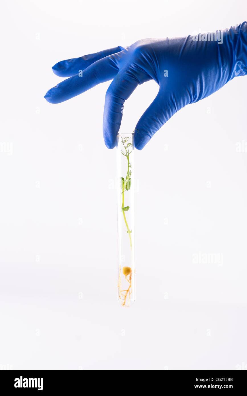 Microgreens of green peas in a glass chemical test tube on a light ...