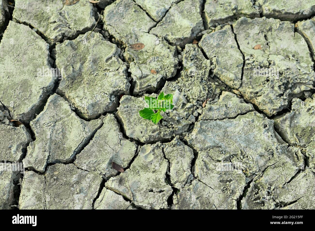 A tree growing on the cracked ground. Crack dried soil in drought ...