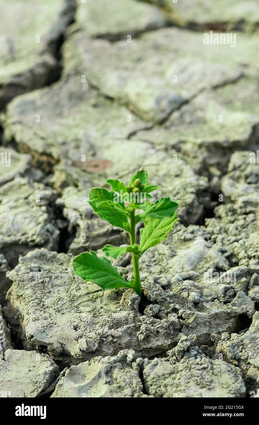 A tree growing on the cracked ground. Crack dried soil in drought ...