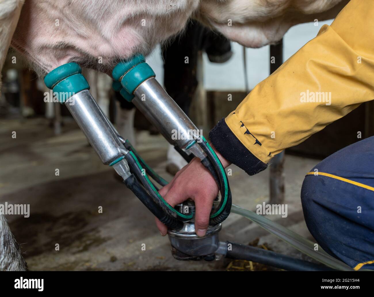 Automatic milking hi-res stock photography and images - Alamy
