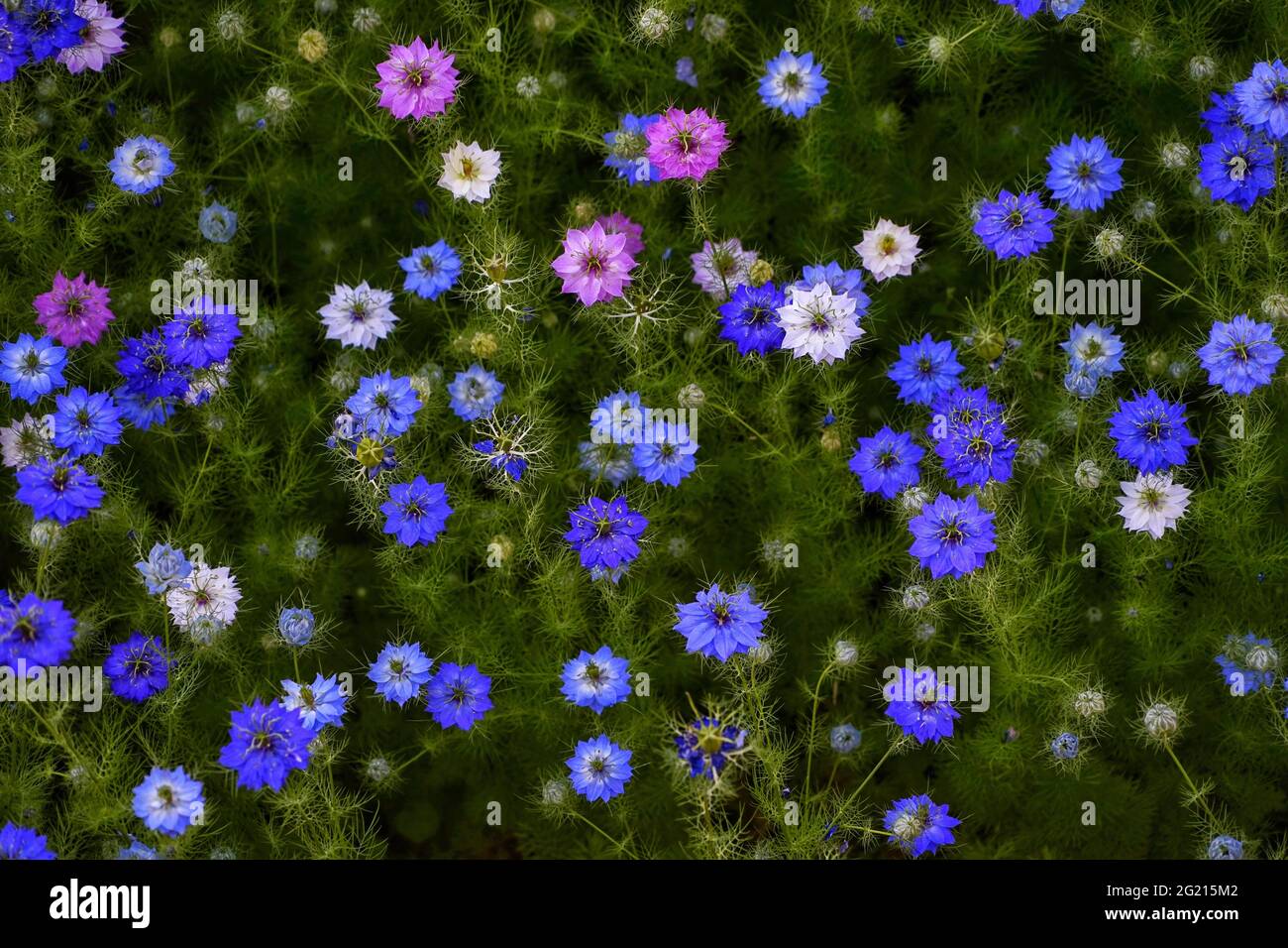 Overhead shot of blooming colorful small flowers in the greenery Stock ...