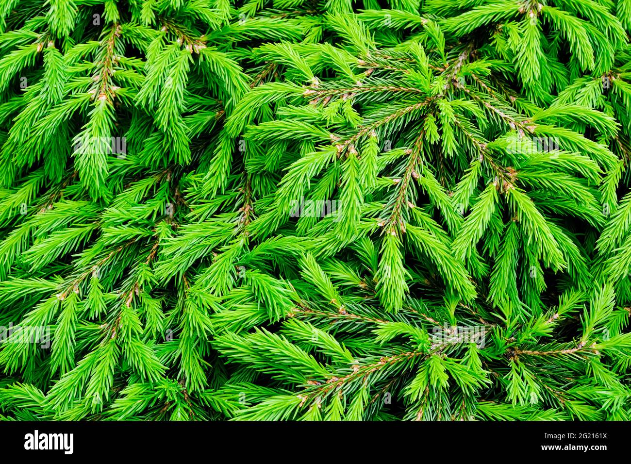Green Spruce background or texture close up. Young spruce sprouts close ...