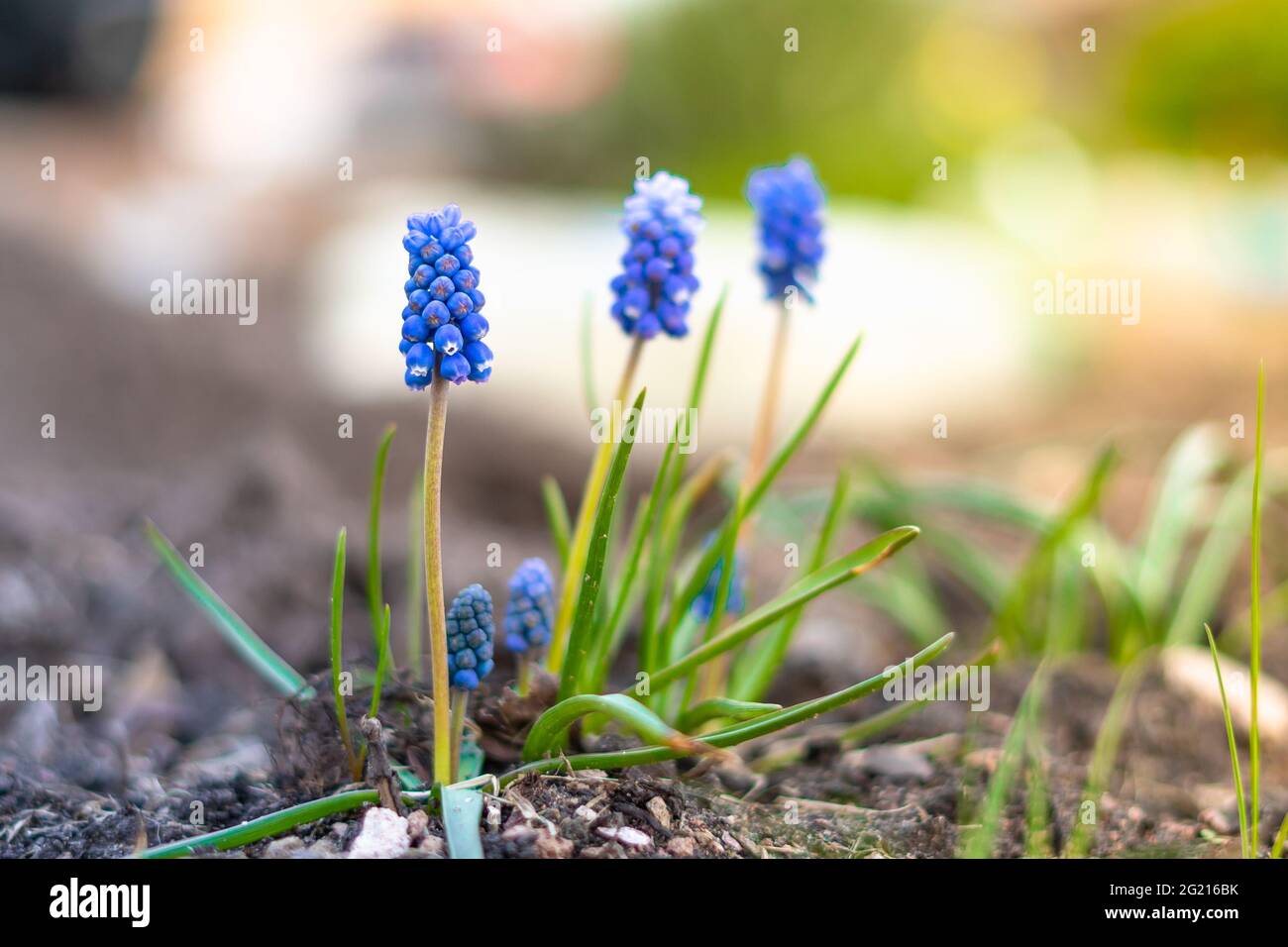 Beautiful rich decorative blue muscari flowers grow on a flower bed ...