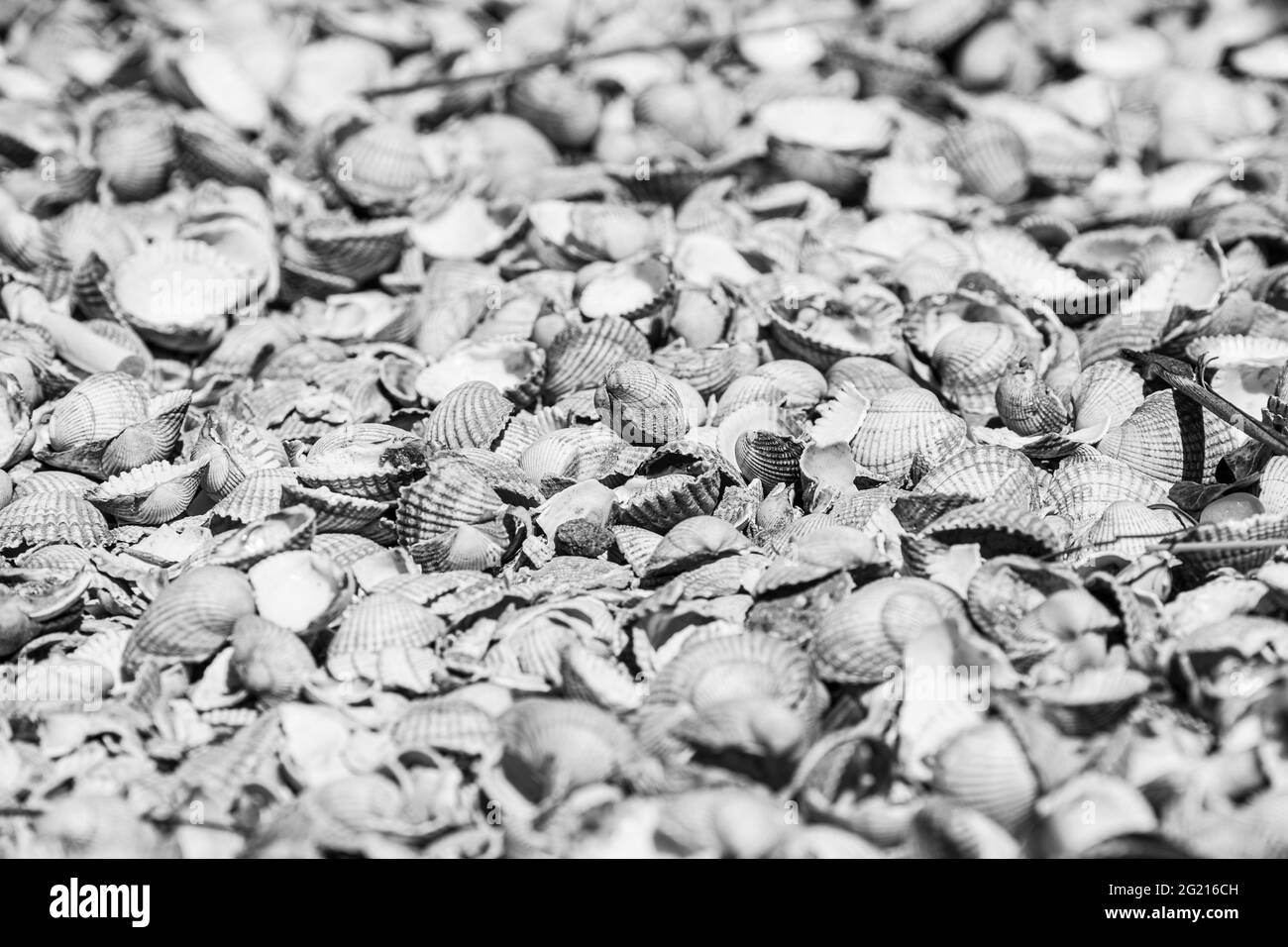Black and white Seashells Stock Photo - Alamy