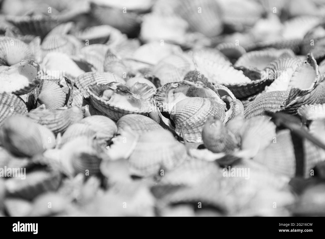 Black and white Seashells Stock Photo - Alamy