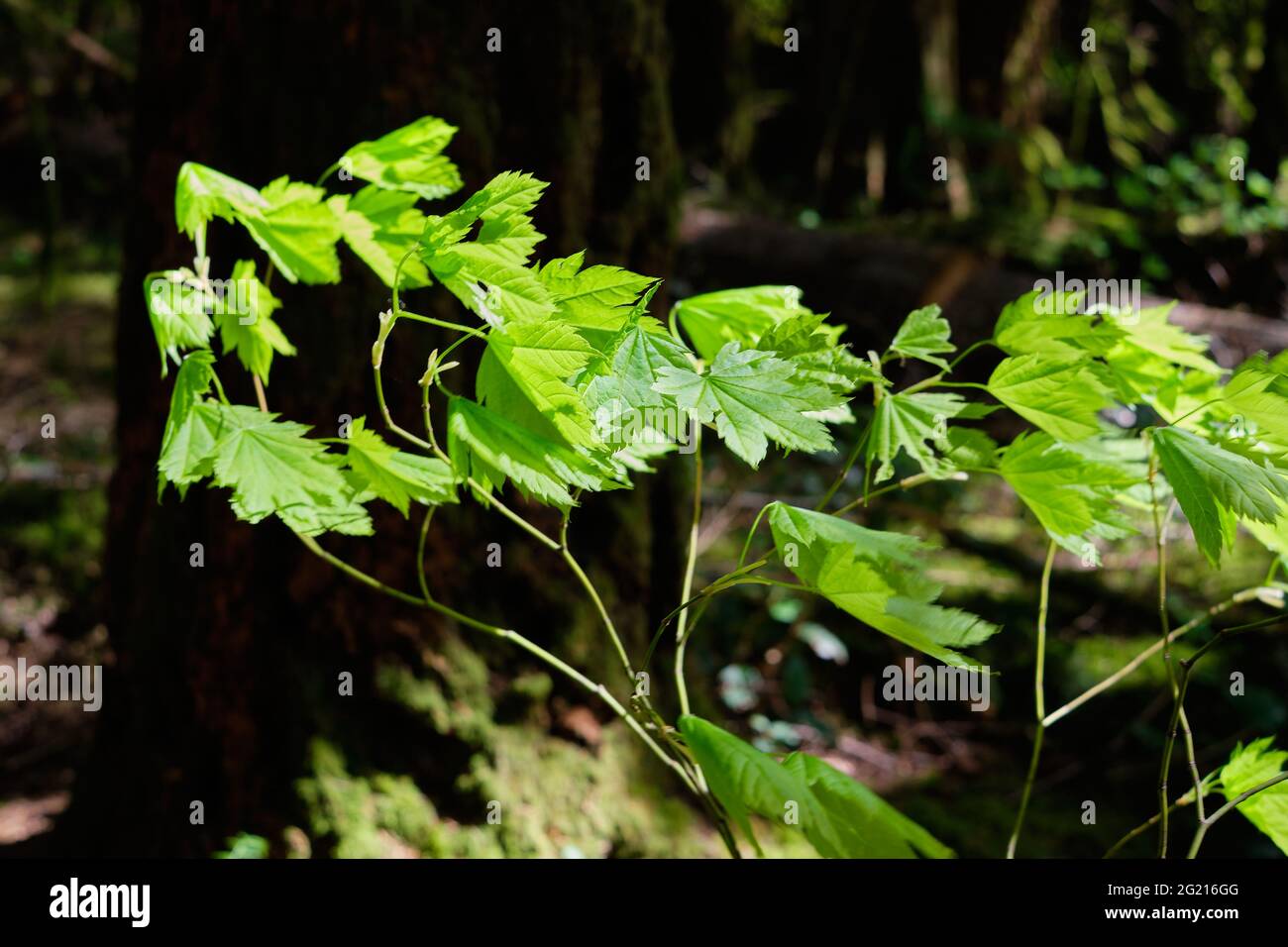 Green Leaves Blowing In Wind