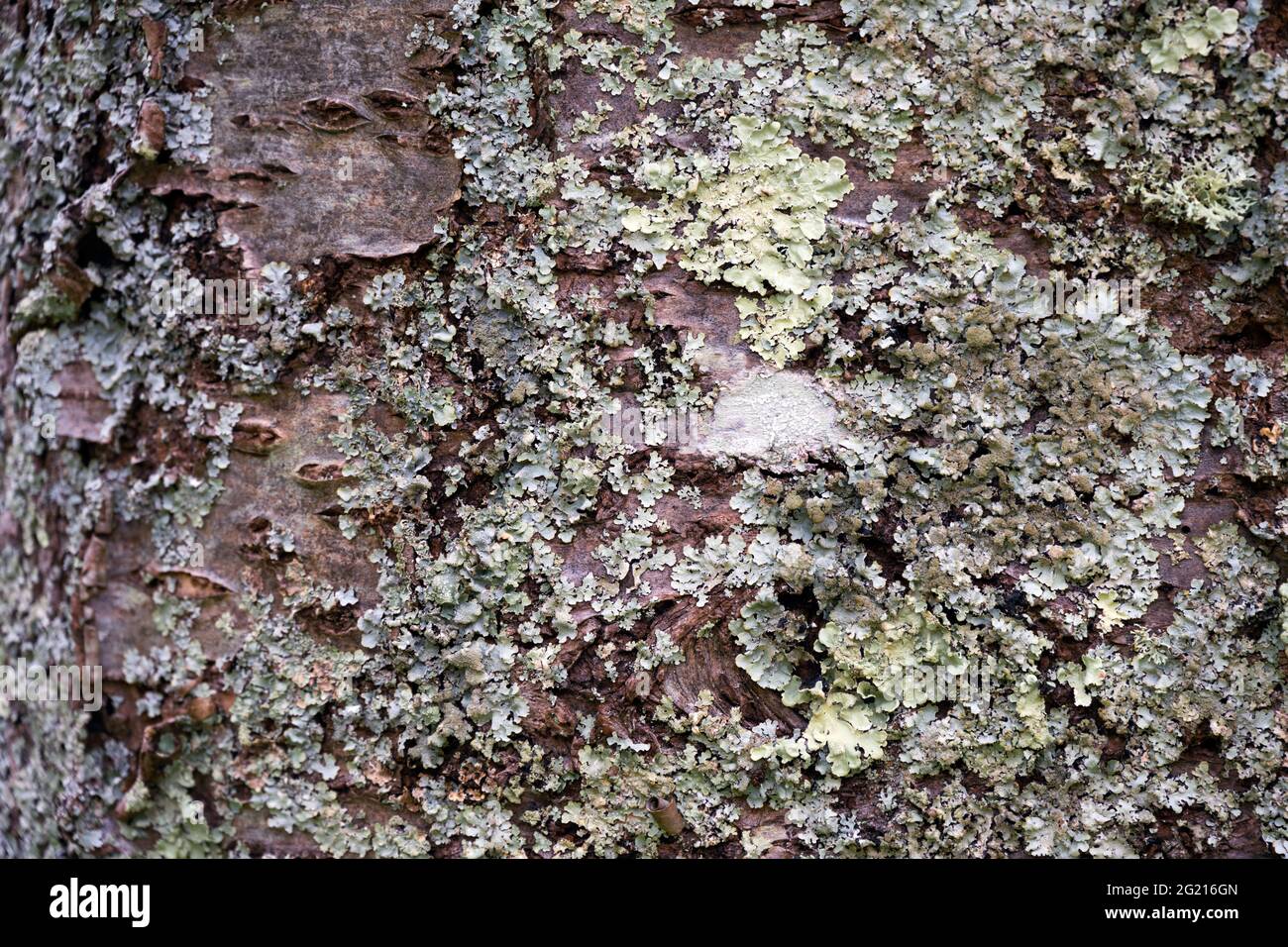 Lichen on tree bark, use as a background Stock Photo - Alamy