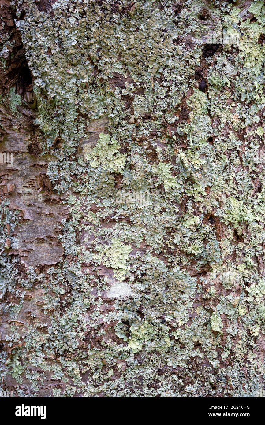 Lichen on rough bark texture hi-res stock photography and images - Alamy