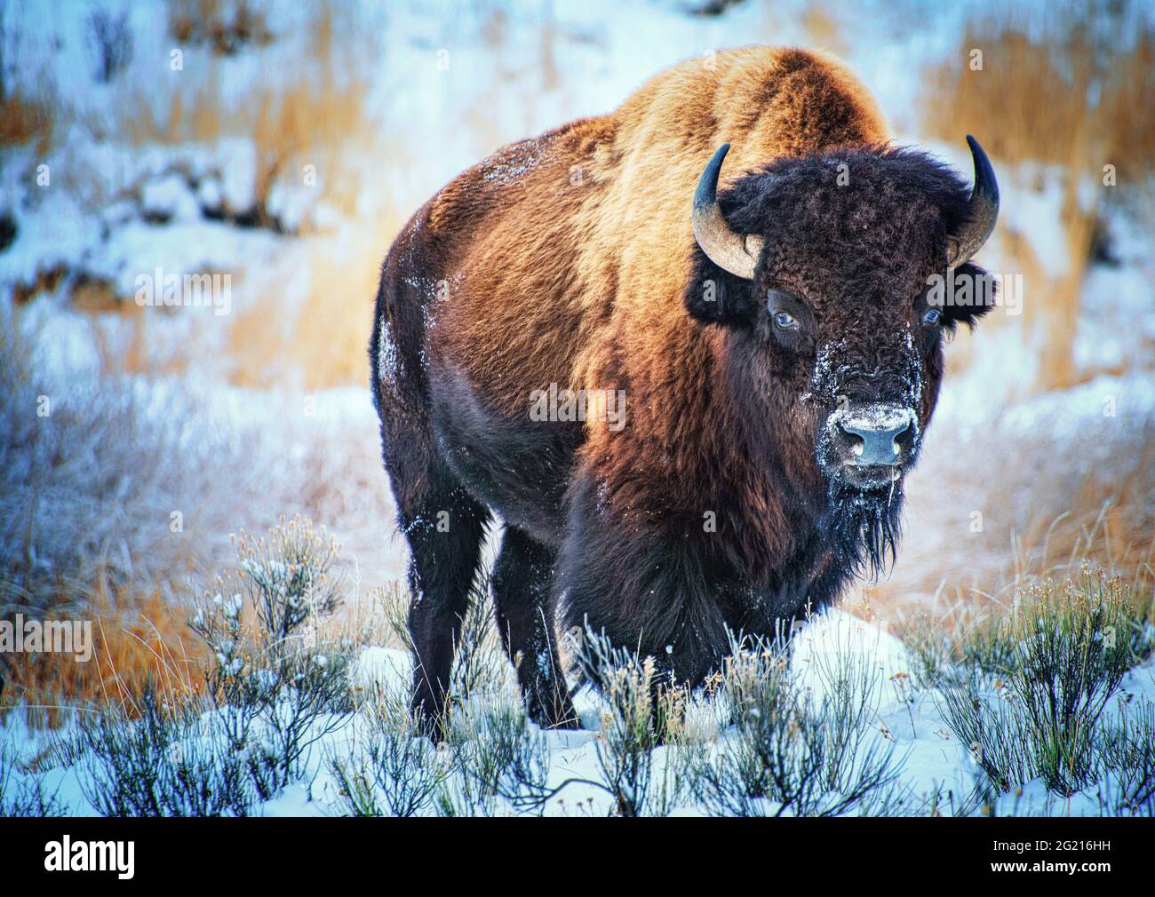 Boise idaho and winter hi-res stock photography and images - Alamy