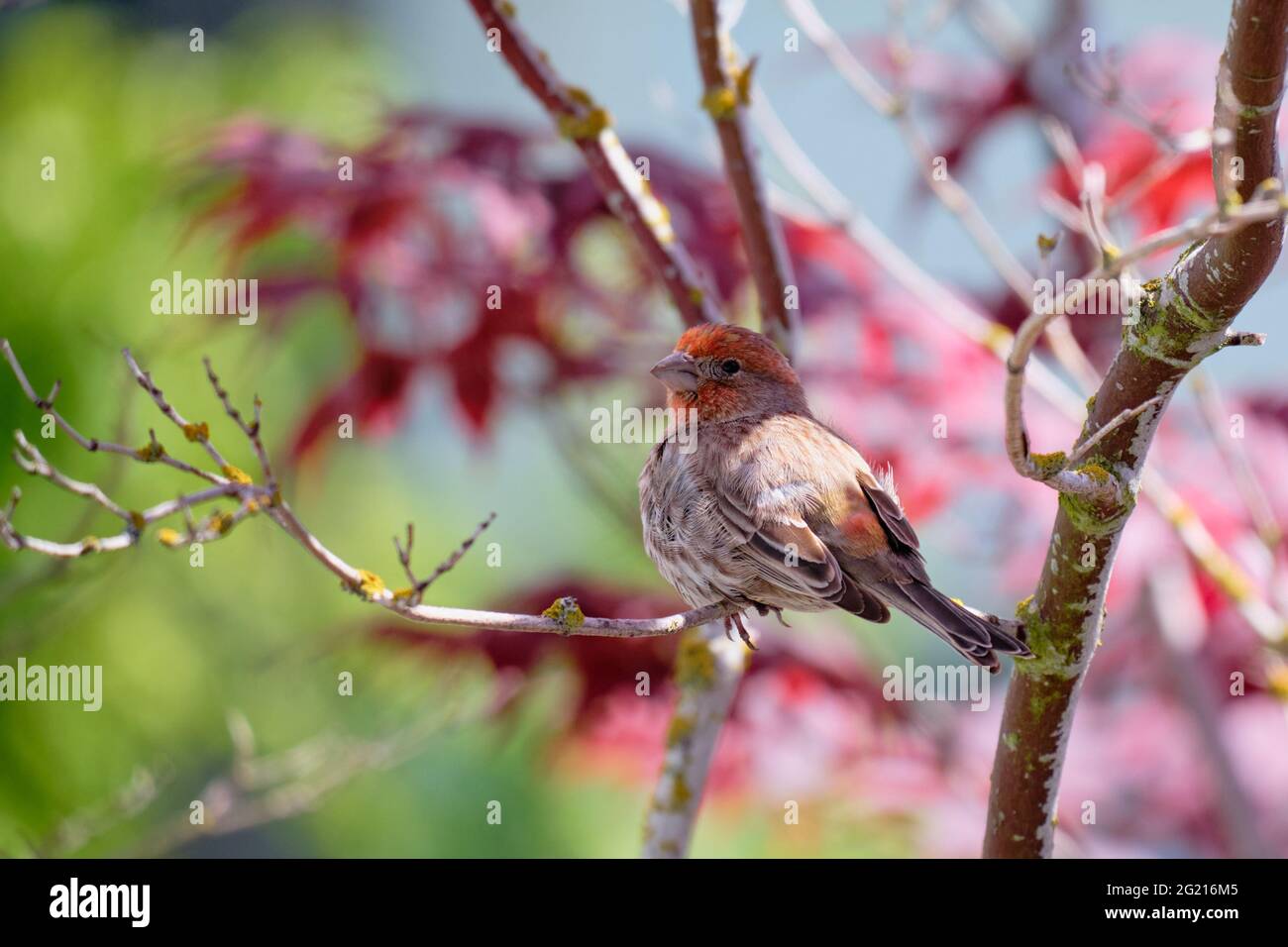 Colorful little House Finch shows of its feathers while perched in a ...