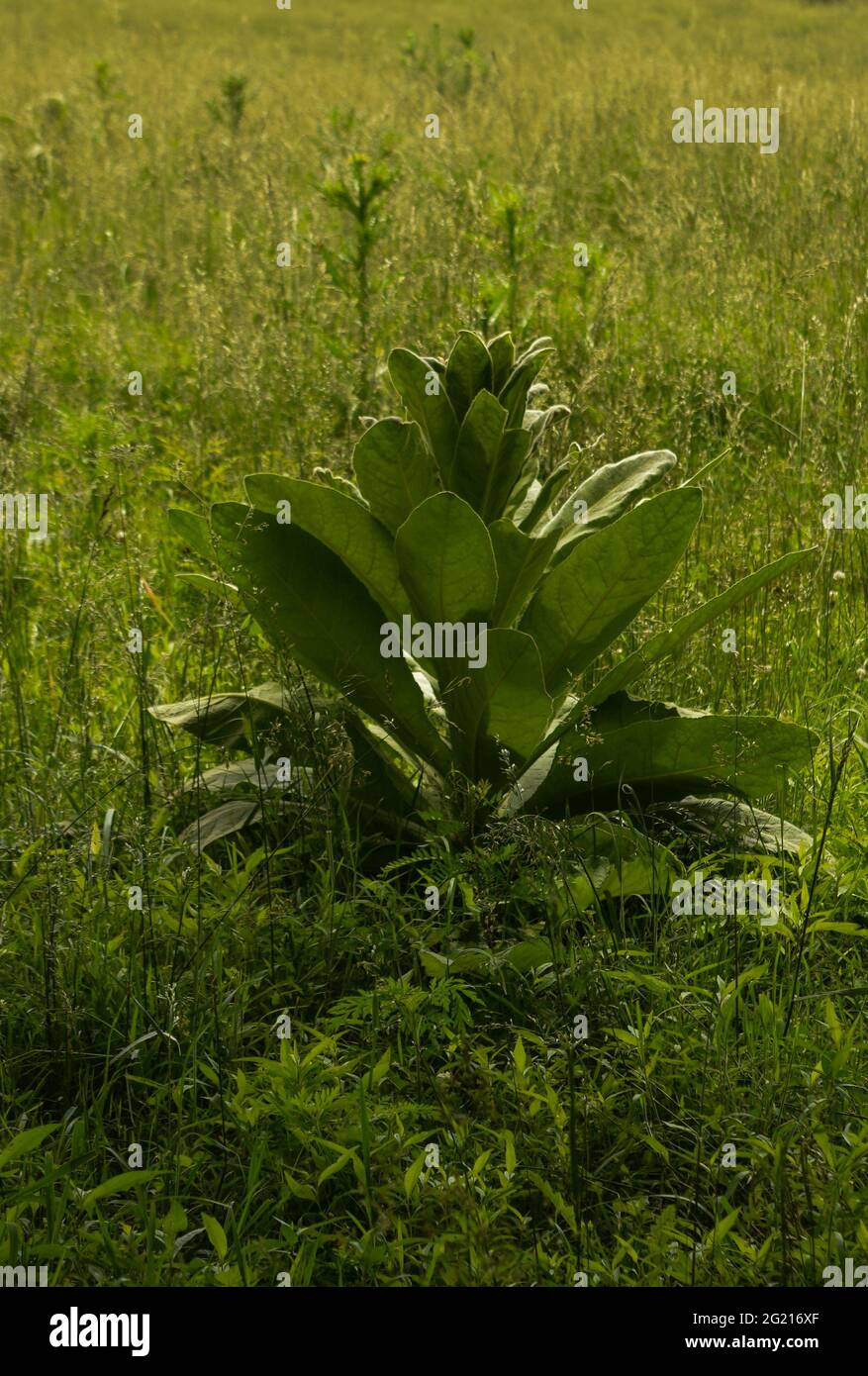 Large weed growing in a field Stock Photo - Alamy