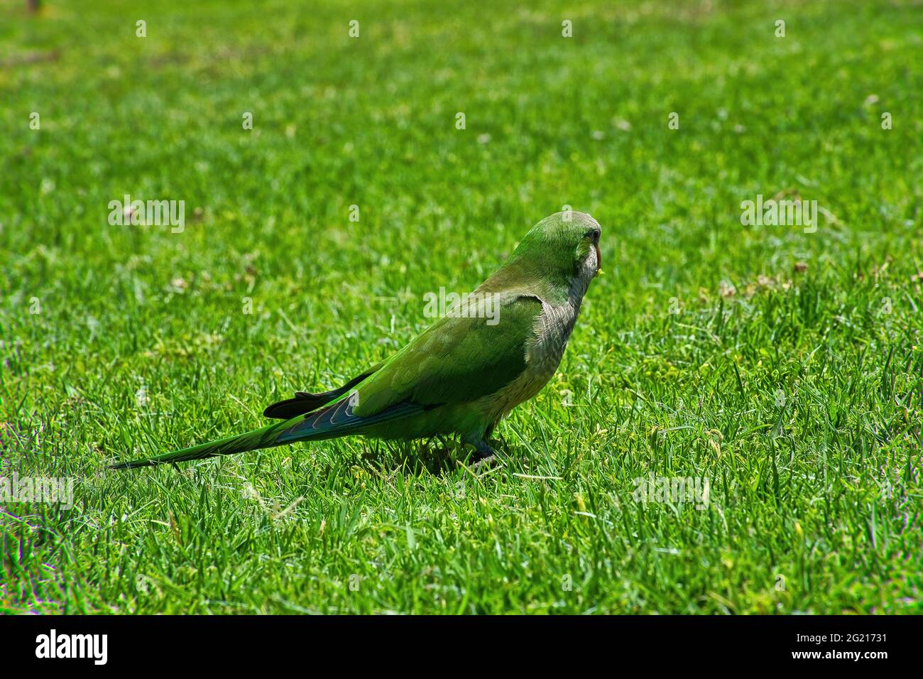 Exotic bird greece hi-res stock photography and images - Alamy