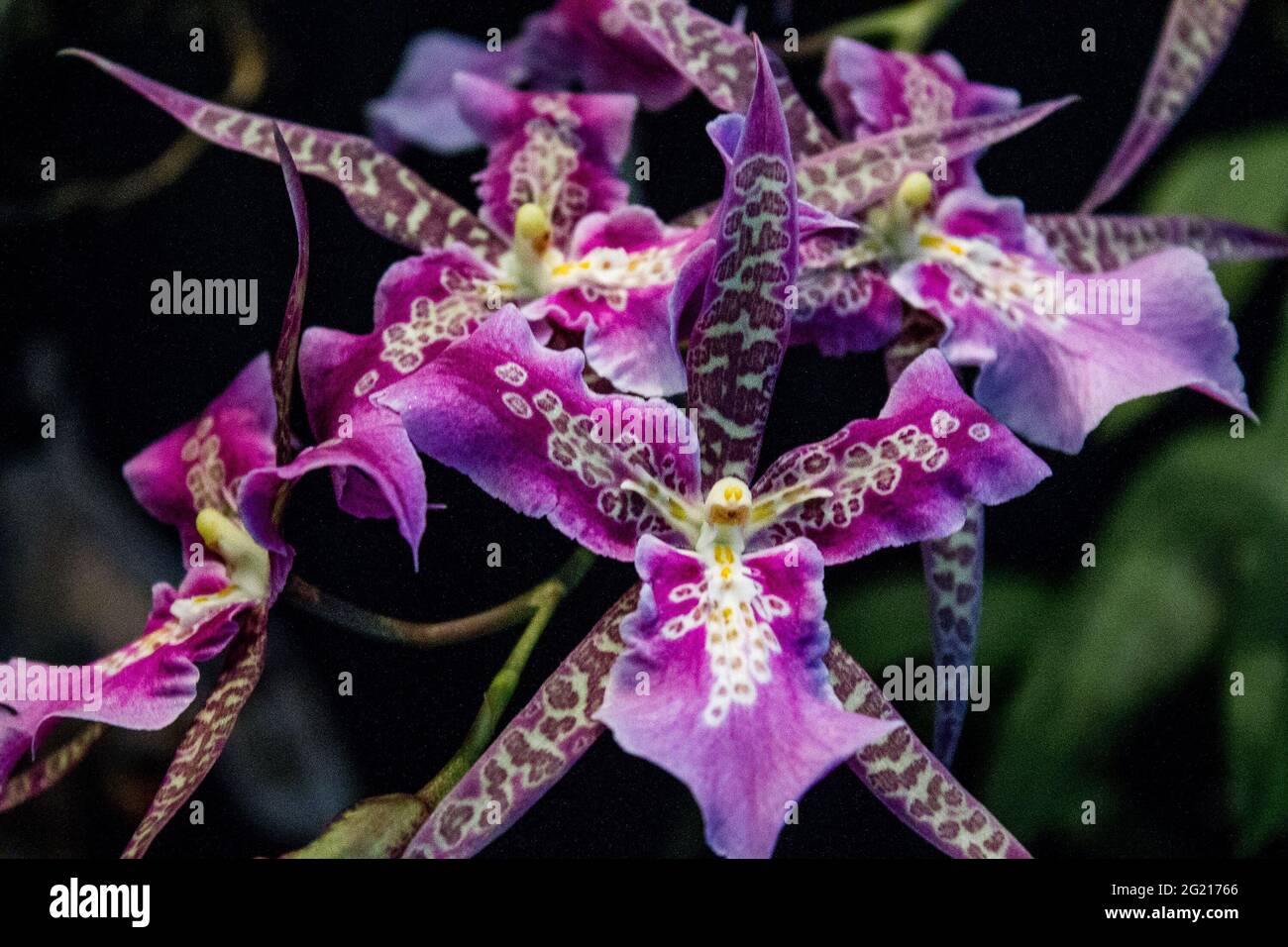 Beautiful purple orchids on display at a flower show at the Frederik ...