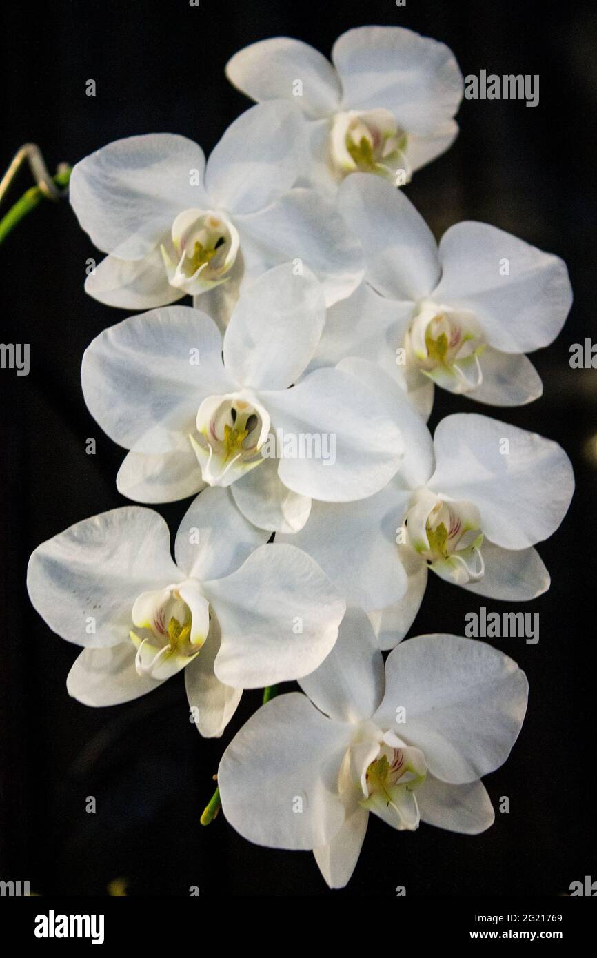Michigan orchids hi-res stock photography and images - Alamy
