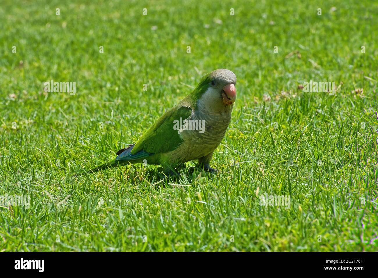 parrots in the center of Athens, Greece Stock Photo - Alamy