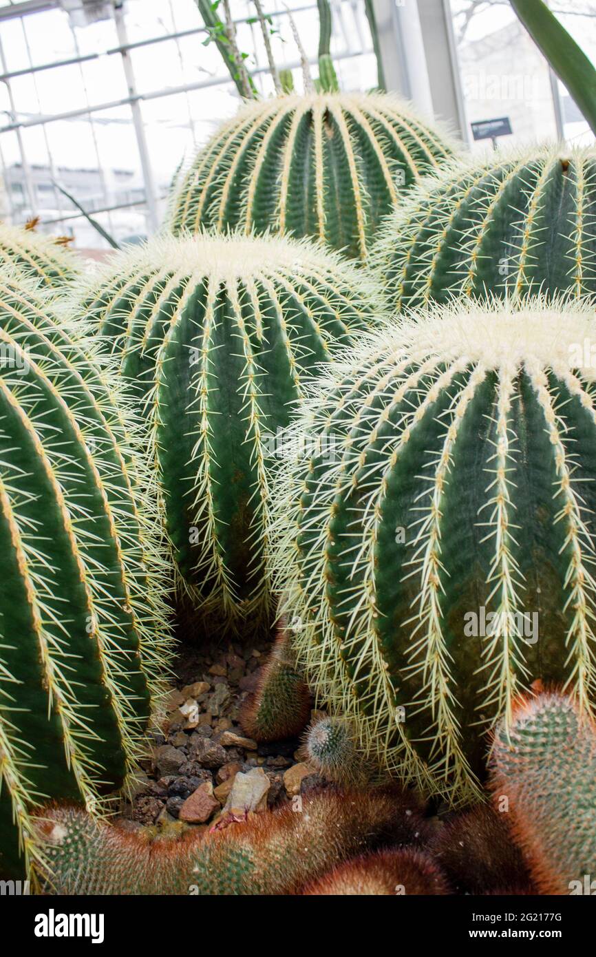 Michigan cactus hi-res stock photography and images - Alamy