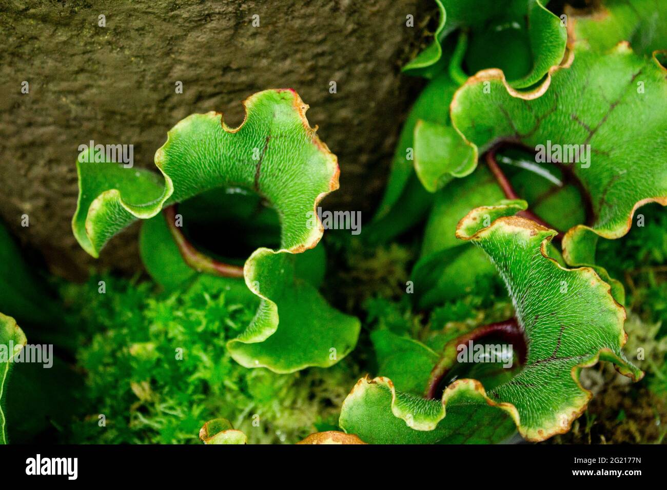 Carnivorous pitcher plants from above Stock Photo - Alamy