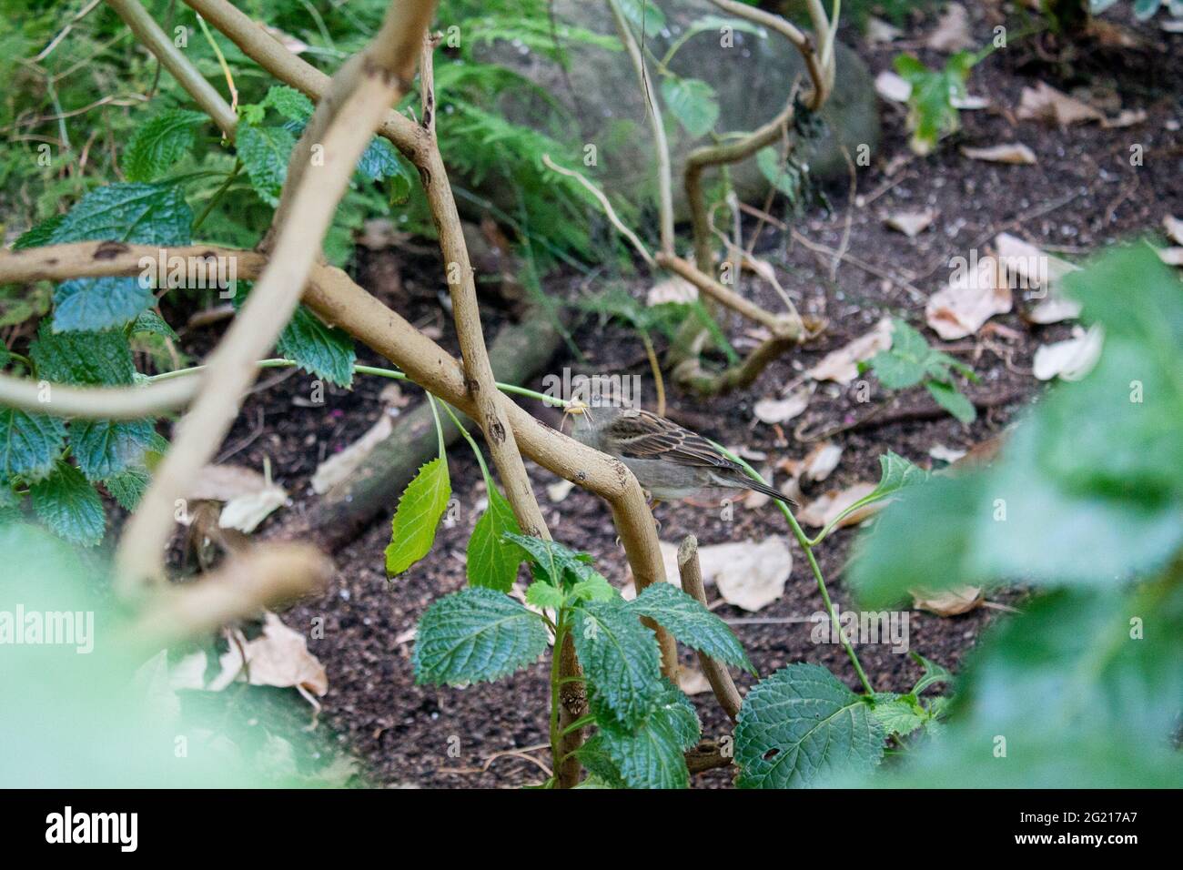 Finch hiding in the bushes in the tropical greenhouse at the Frederik ...