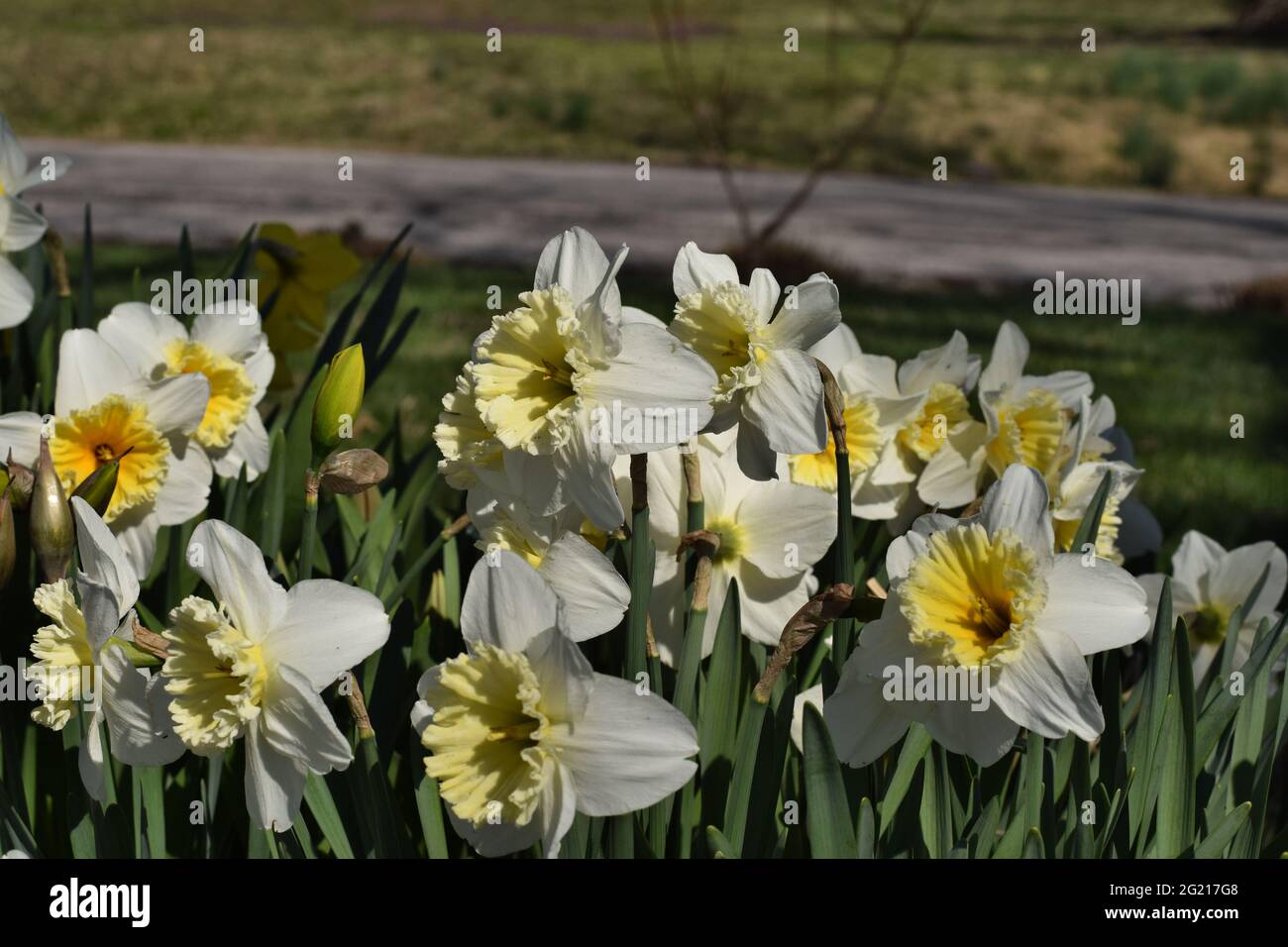 Jonquils in the sunshine Stock Photo - Alamy