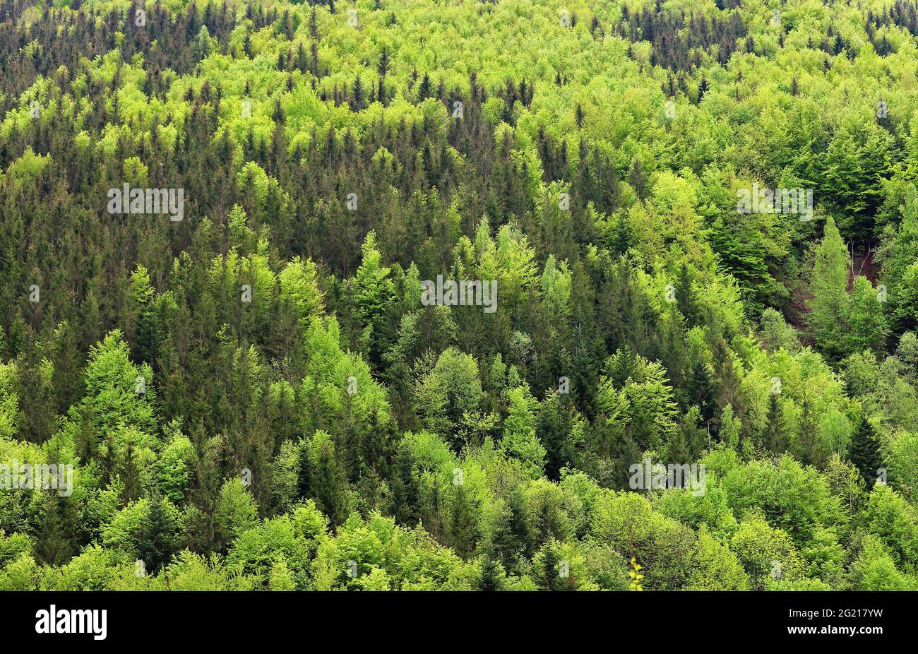 Aerial view of a thick forest full of green trees on a sunny day ...