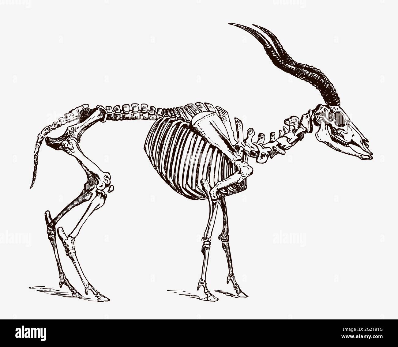 Addax engraving hi-res stock photography and images - Alamy